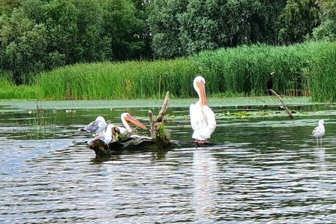 Danube Delta - Private Tour with Boat Trip & Traditional Lunch - Practical Details: Transportation, Timing, and Costs