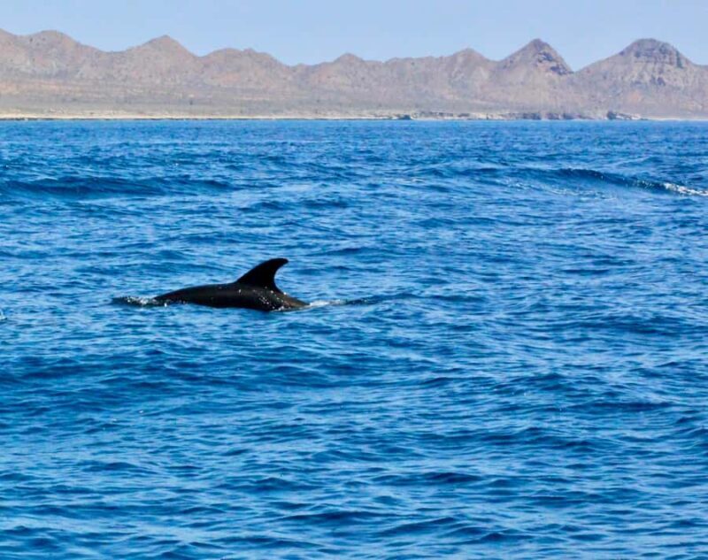 Danzante Island & Snorkel Tour from Villa del Palmar Hotel - Key Points