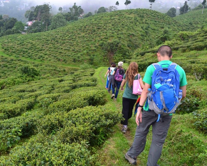 Darjeeling Cultural & Nature Walking Guided Tour - Return Walk and Tour Closure