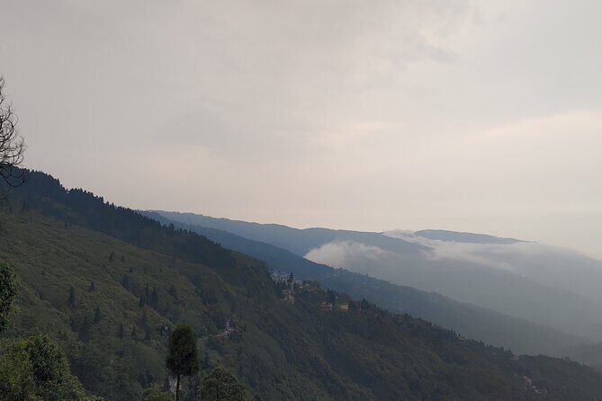 Darjeeling Forests on Foot - An In-Depth Look at the Experience
