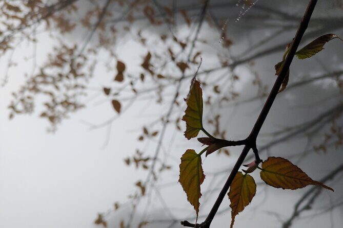 Darjeeling Forests on Foot - FAQ