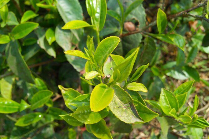 Darjeeling & Gangtok tour - Key Points