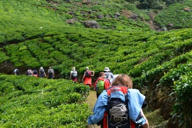 Darjeeling Himalayan Tea Tour - Key Points