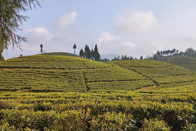 Darjeeling Himalayan Tea Tour - A Comprehensive Review of the Darjeeling Himalayan Tea Tour