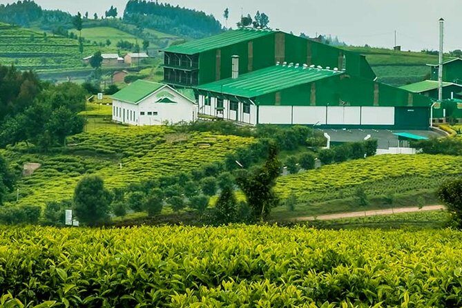 Darjeeling Tea Garden Tour - The Itinerary: What’s Included and What to Expect