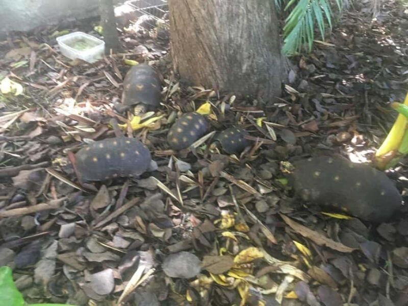 Dark View Falls Tour with Trubb Taxi Tours SVG - An Introduction to the Dark View Falls Tour