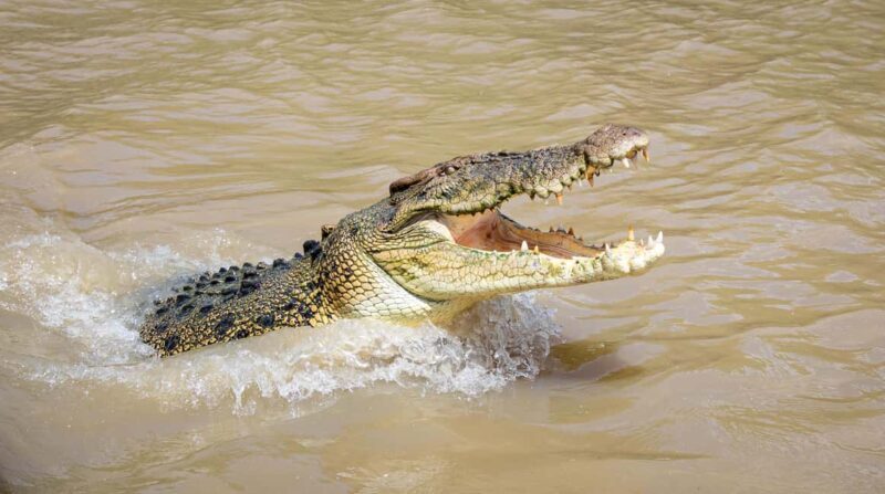 Darwin: Adelaide River Cruises, Jumping Crocodile Experience - Discovering the Adelaide River Croc Experience