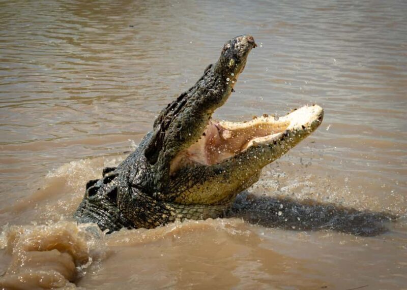 Darwin: Adelaide River Cruises, Jumping Crocodile Experience - The Sum Up: Who Will Love This Experience?