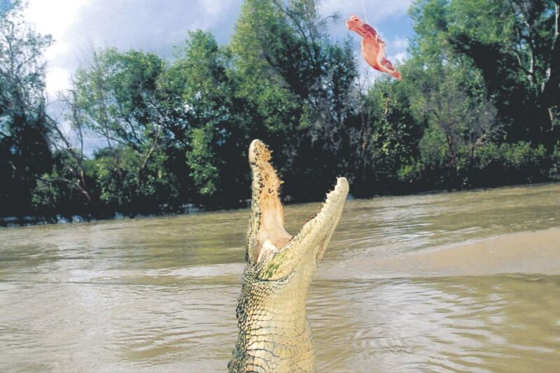 Darwin: Adelaide River Half-Day Jumping Crocs Cruise - Price and Overall Value