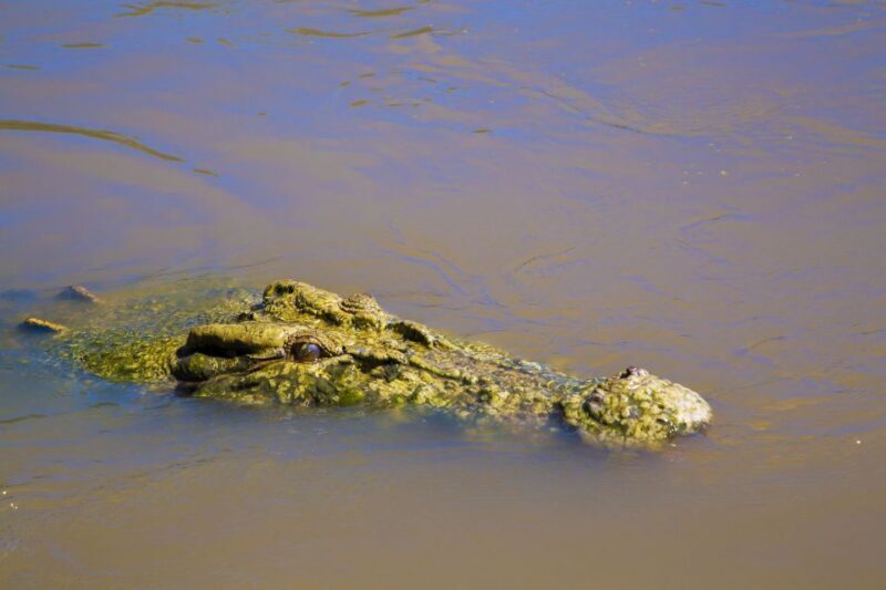 Darwin: Adelaide River Half-Day Jumping Crocs Cruise - Who Is This Tour Best For?