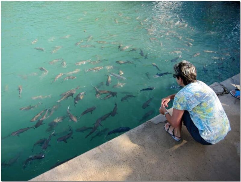 Darwin: Aquascene Fish Feeding Experience - An In-Depth Look at the Tour Itinerary and Experience