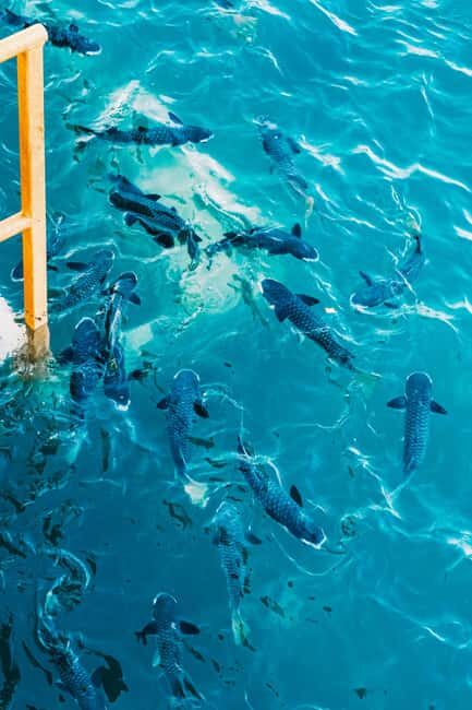 Darwin: Aquascene Fish Feeding Experience - Practical Tips for Visitors