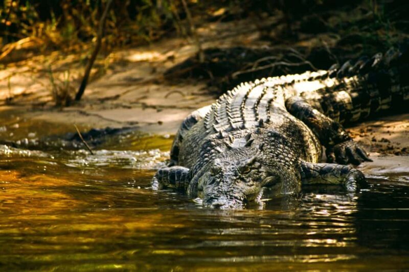 Darwin: Jumping Crocodile Cruise - What to Expect from the Tour: An In-Depth Look