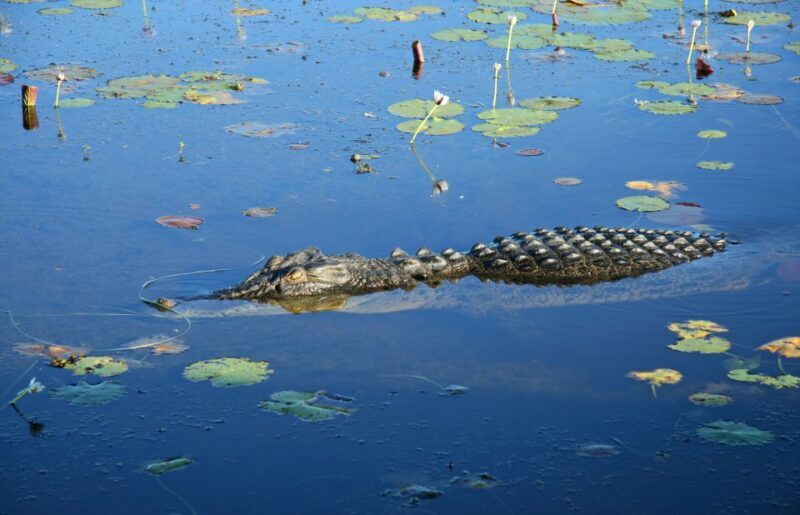 Darwin: Kakadu National Park Day Trip - The Experience: What Makes It Stand Out