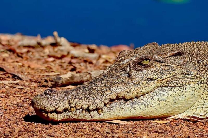 Darwin: Kakadu National Park & Wildlife Full Day Tour - An In-Depth Look at What You Can Expect