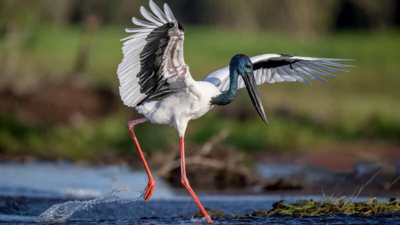 Darwin: Kakadu National Park, Yellow Water River Cruise - Value and Pricing