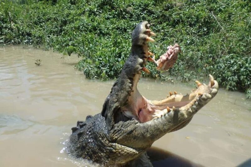 Darwin: Litchfield, Crocodile Cruise and Sunset Tour - Key Points