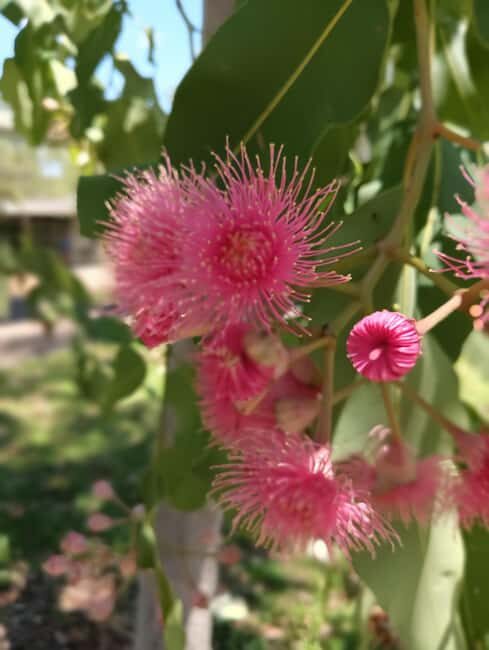 Darwin: Litchfield Park Sub-Tropical Escape - A Private tour - Natural and Cultural Highlights