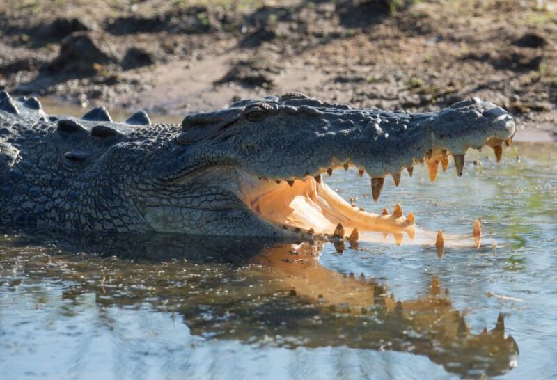 Darwin: Mary River Wetlands Wildlife Cruise with Lunch - Key Points