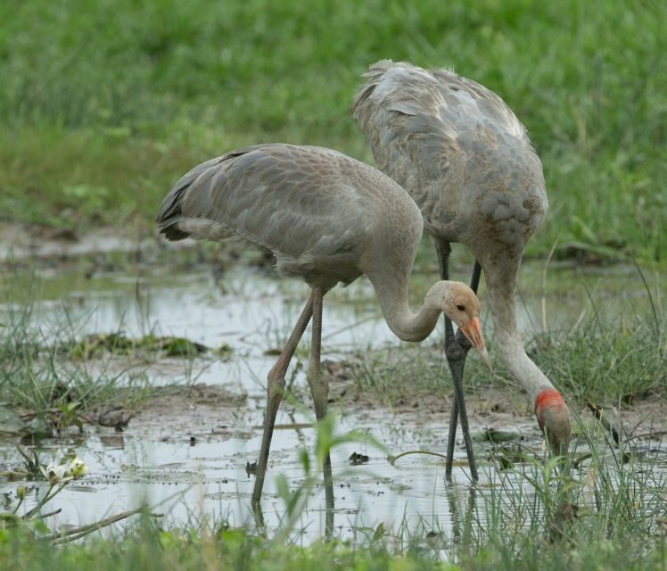 Darwin: Mary River Wetlands Wildlife Cruise with Lunch - Deep Dive Into the Itinerary
