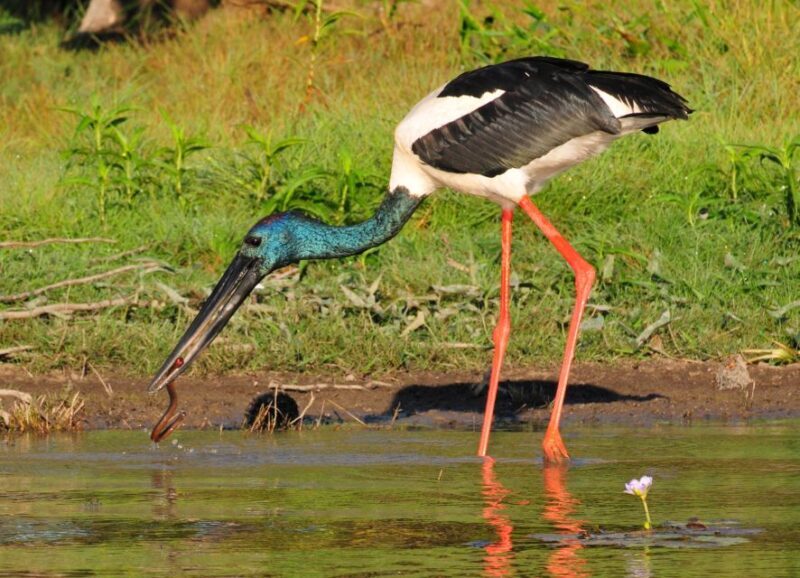 Darwin: Mary River Wetlands Wildlife Cruise with Lunch - Final Thoughts