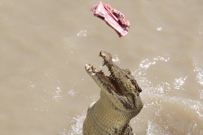 Darwin: Pathfinder Original Jumping Crocodile Cruise - Final Thoughts: Who Will Love This Tour?