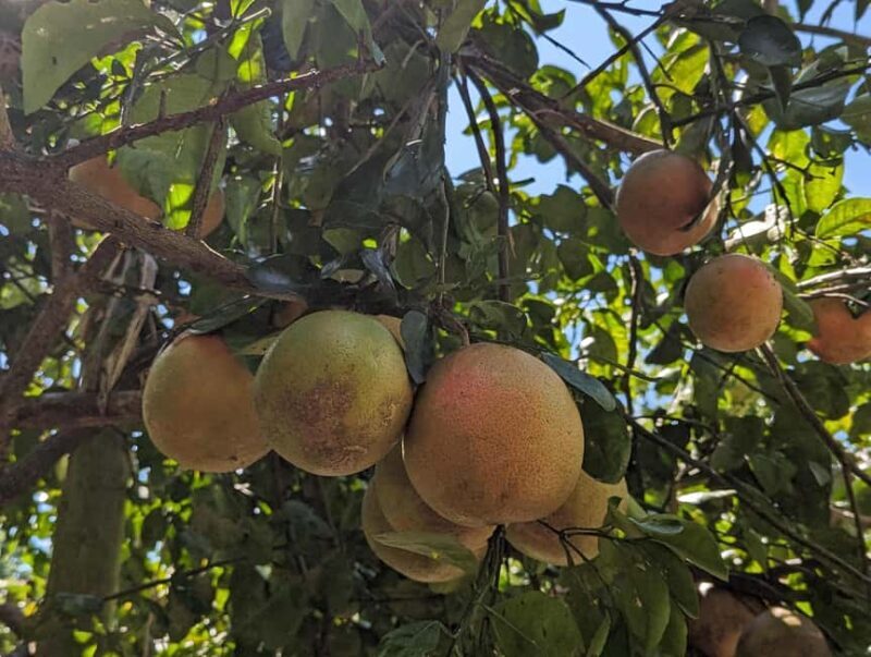Darwin: Private Forage for an Outback Feast & Sightseeing - Foraging and Harvesting: A Hands-On Experience