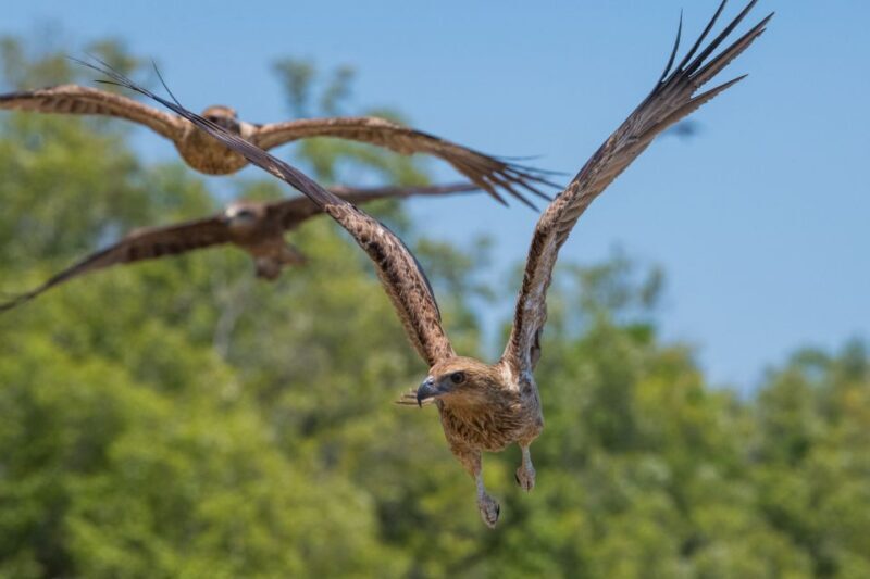 Darwin: Spectacular Jumping Crocodile Adelaide River Cruise - The Experience’s Best Fit