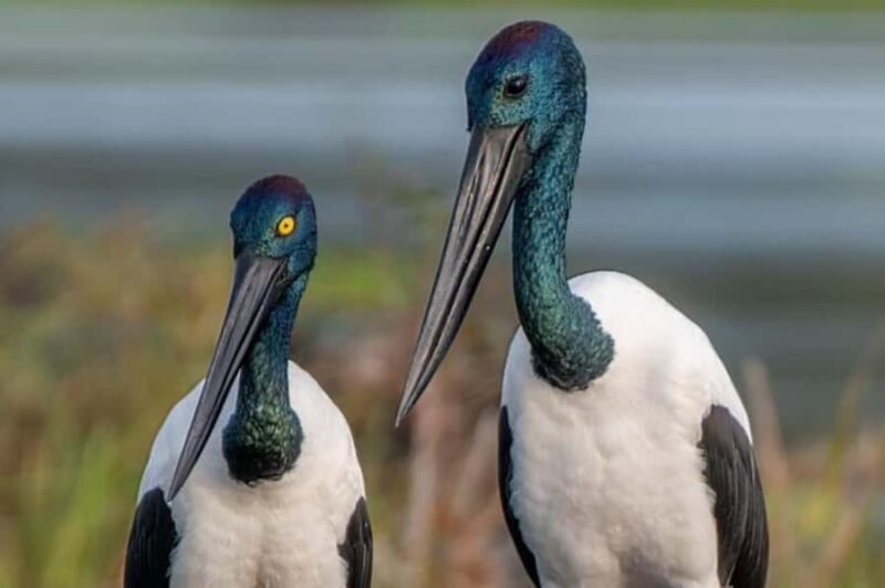 Darwin: Sunset Kakadu National Park with Yellow Water Cruise - Frequently Asked Questions