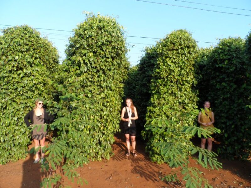 Datanla, Pongour, Elephant: 3 stunning and majestic falls - Key Points