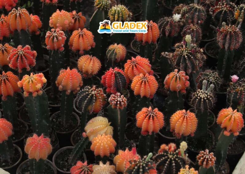 Davao: Full-Day Tour to Bansalan and Kapatagan - Exploring the Full-Day Itinerary