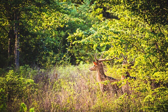 Day Excursion at Udawalawe National Park From Galle - Why Choose This Tour?