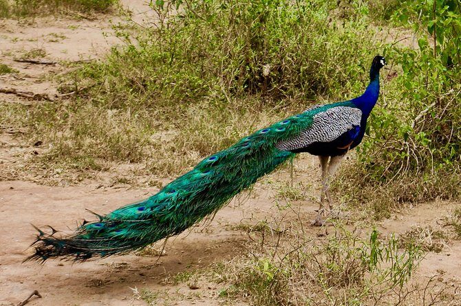 Day Excursion at Udawalawe National Park From Galle - Frequently Asked Questions