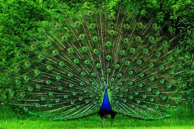 Day Excursion from Colomb to Yala Safari (Leopard Safari Tour) - Who Will Love This Tour?