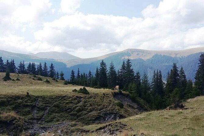 Day Excursion To Gulmarg From Srinagar With Lunch - Authentic Experiences and Traveler Tips