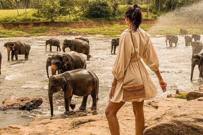 Day Excursion to Historical Sigiriya Rock and Minneriya National park Safari - Authentic Experiences and What Travelers Say