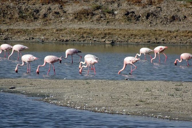 Day Excursion to Little Rann Of Kutch from Ahmedabad - Exploring the Little Rann of Kutch: A Practical Guide to the Day Trip from Ahmedabad