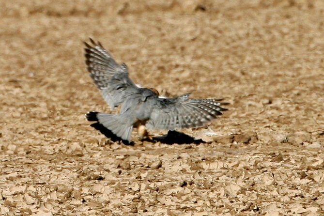 Day Excursion to Little Rann Of Kutch from Ahmedabad - Introduction to the Little Rann of Kutch Day Tour