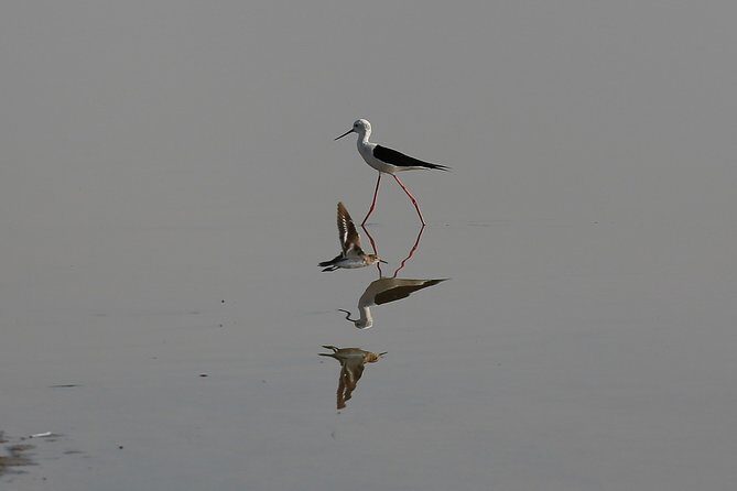 Day Excursion to Little Rann Of Kutch from Ahmedabad - Who Should Consider This Tour?