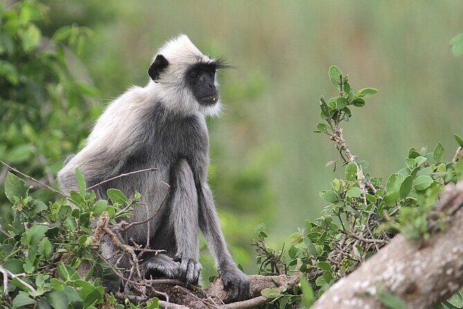 Day Excursion to Yala National Park From Colombo - Detailed Breakdown of the Itinerary