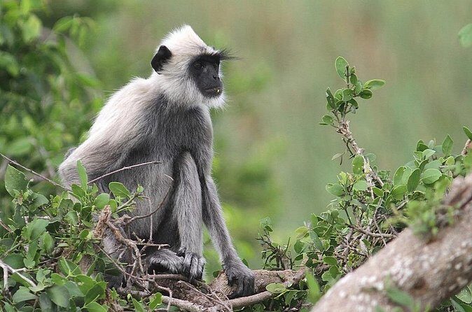 Day Excursion To Yala National Park From Negombo - What Reviewers Say