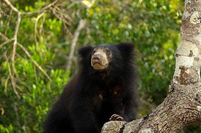 Day Excursion To Yala National Park From Negombo - FAQ