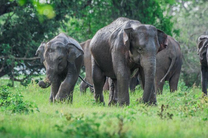 Day Excursions to Minneriya National Park Safari From Negombo - Key Points