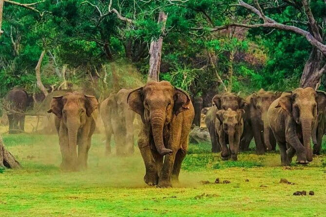 Day Excursions to Udawalawe From Bentota - Exploring the Udawalawe Day Trip from Bentota: An Honest Review