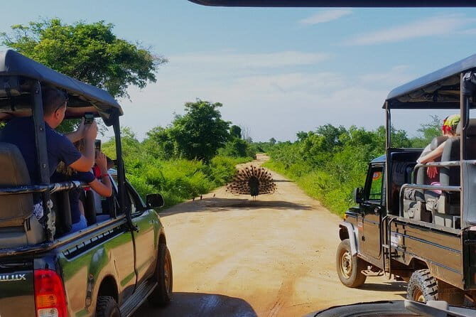 Day Excursions to Udawalawe From Bentota - FAQ