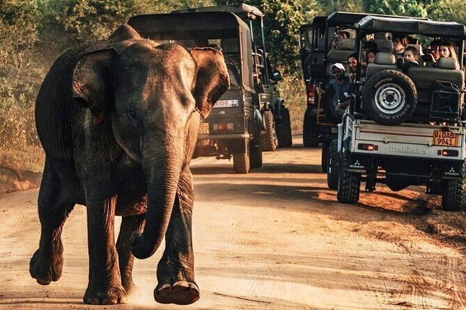 Day Excursions to Udawalawe From Galle (Transfer only) - Introduction