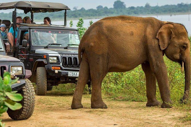 Day Excursions to Udawalawe From Galle (Transfer only) - Key Points