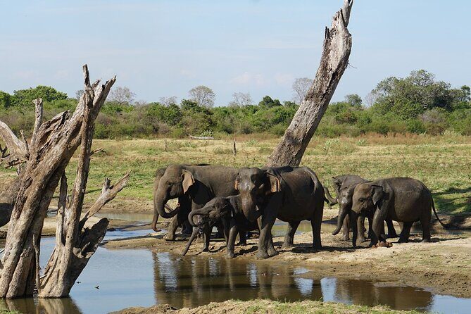 Day Excursions to Udawalawe From Galle (Transfer only) - Who Should Consider This Tour?