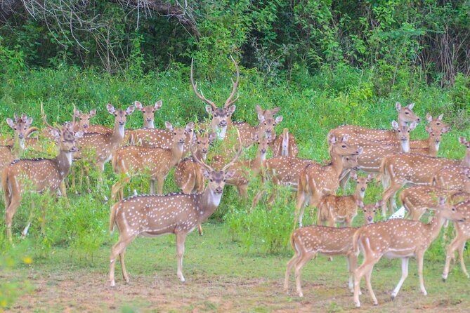 Day Excursions to Udawalawe From Galle (Transfer only) - The Sum Up