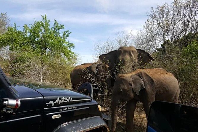 Day Excursions to Udawalawe From Wadduwa - Practical Tips